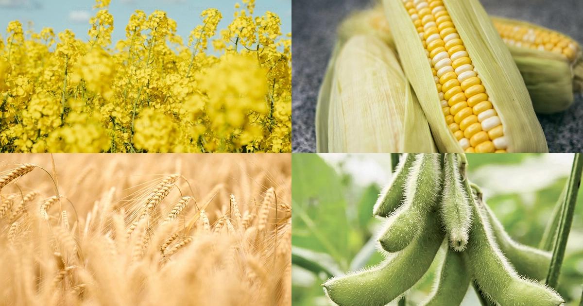 Agroza UAB - Reliable Agricultural Raw Materials Supplier | Lithuania & Ukraine